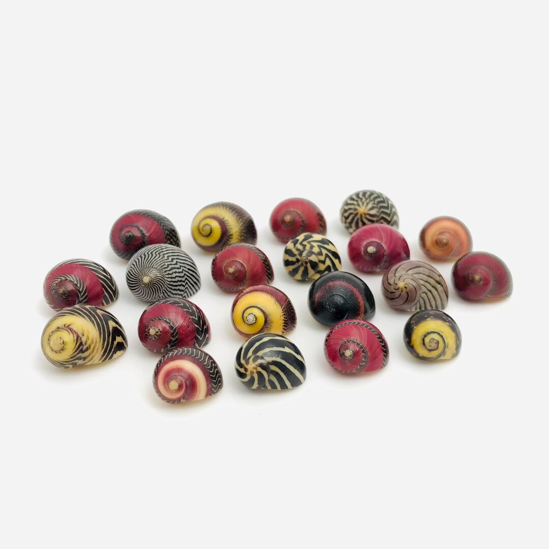Nerite, 20 Shells, Curiosity Cabinet, Neritina, Small Shell, Mini Shell ...
