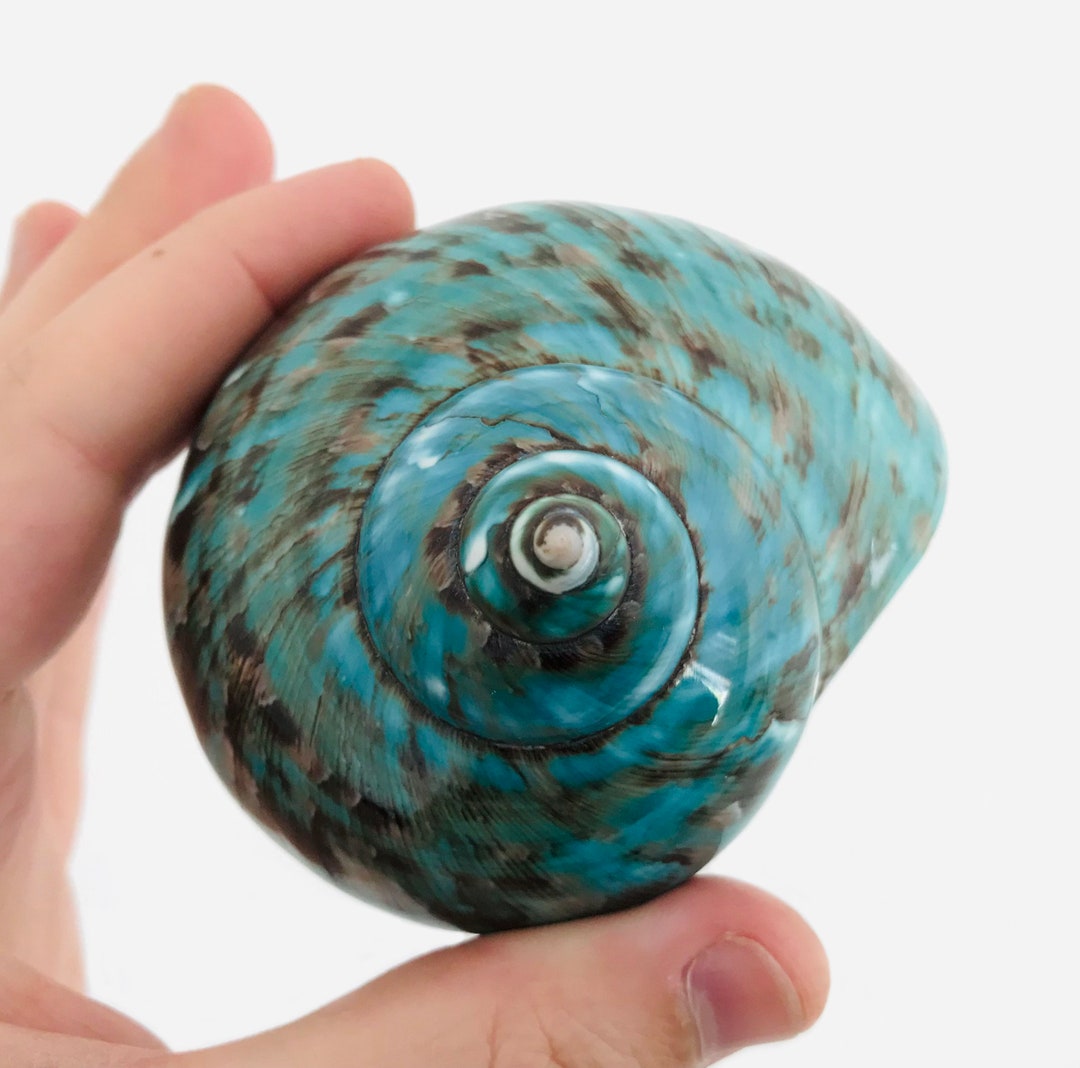 Burgo, Green Shell, Curiosity Cabinet, Large Shell, Green Burgo ...