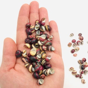 Vittina Waigiensis, Small Red Shell, Collection Shell, Curiosity ...