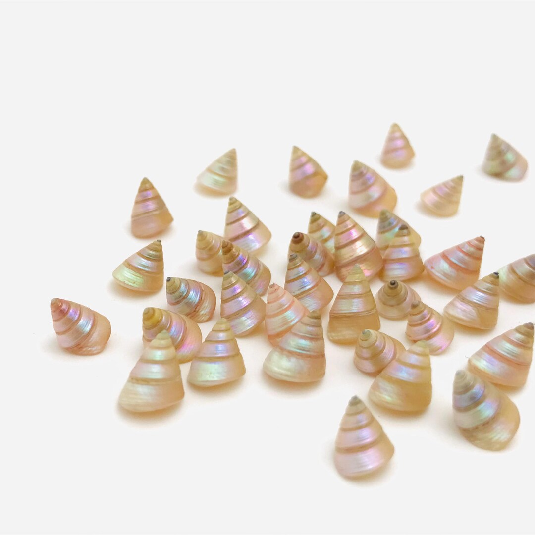 Tiny Pearly Shells, Small Orange Shell, Mother-of-pearl Shell, Shell ...