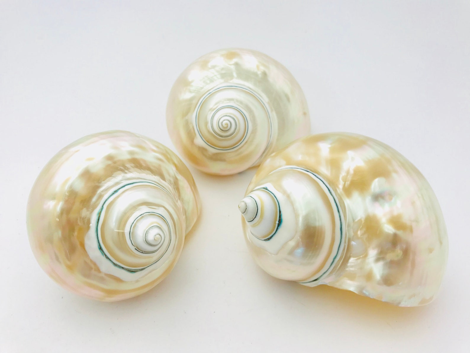 Turbo XXL coquillage coquillage nacré turbo jade burgo - Etsy France