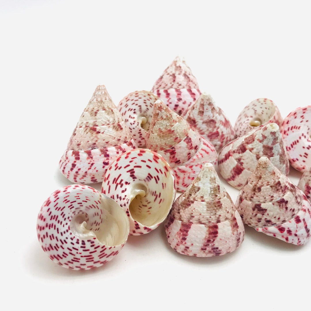Red Shell, Trochus, Cabinet of Curiosities, Decorative Shell, Taxidermy ...