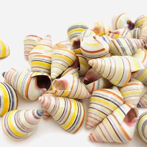coquillages-multicolores-liguus-virgineus-cabinet-de-curiosit-mini