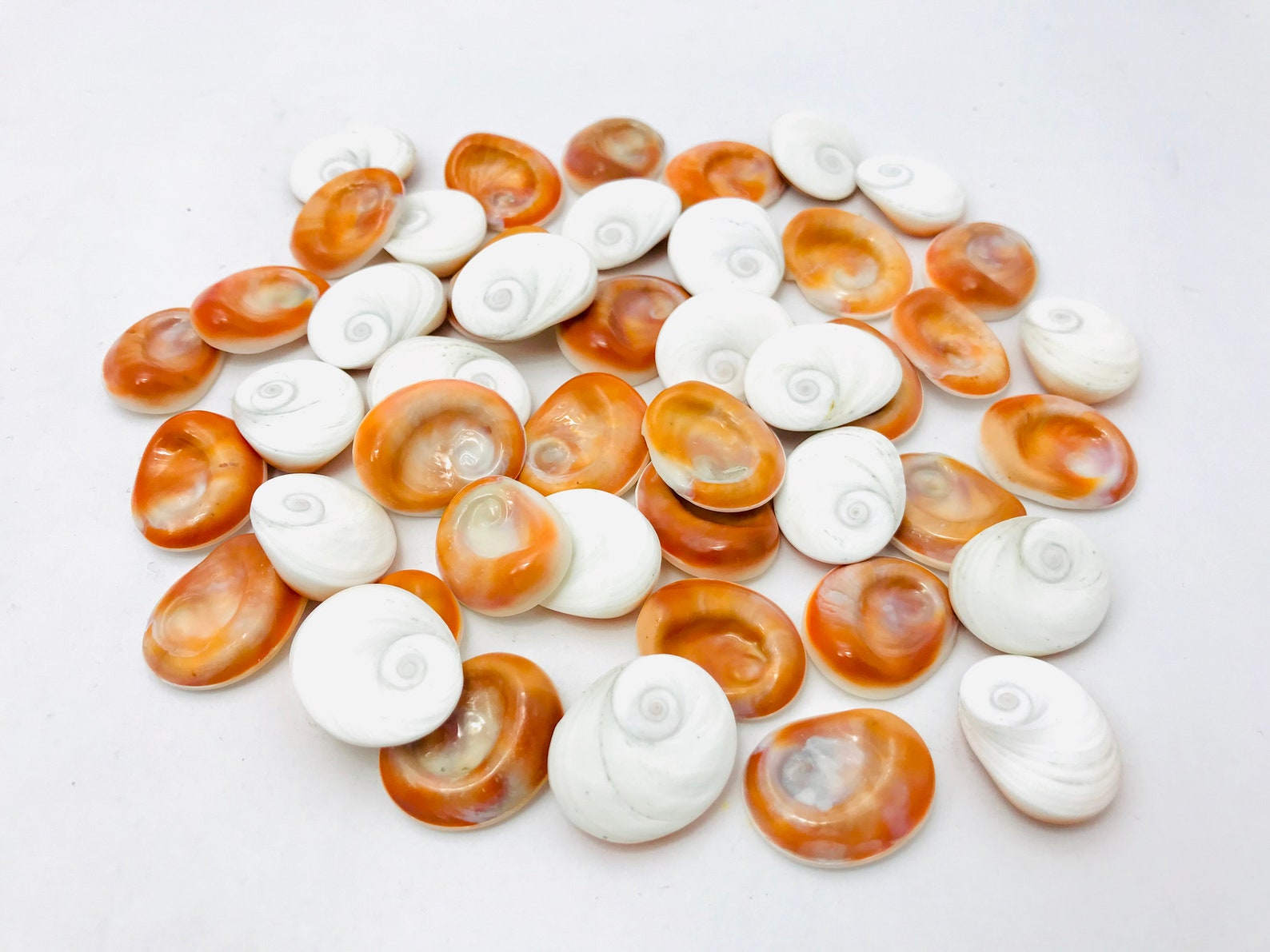 Eye of Saint Lucia Saint Lucia Eyes Eye of Shiva Shell - Etsy