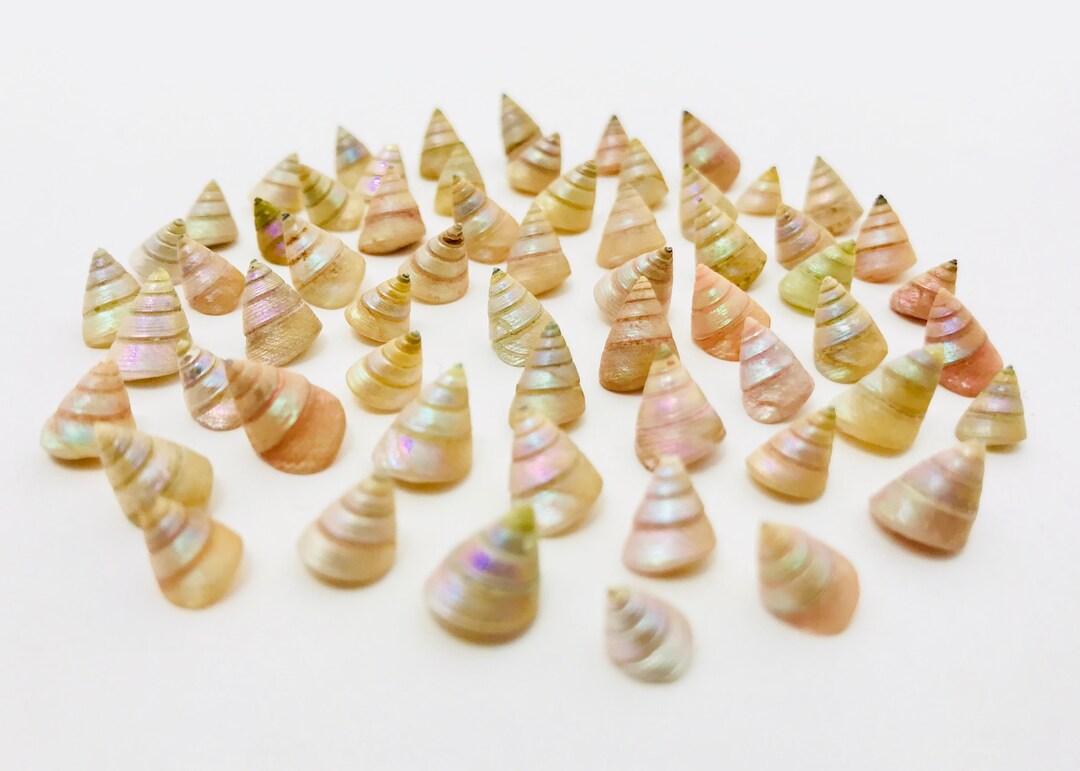 Shell, Pearly Shell, Small Shell, Mini Shell, Mother-of-pearl, Aquarium ...