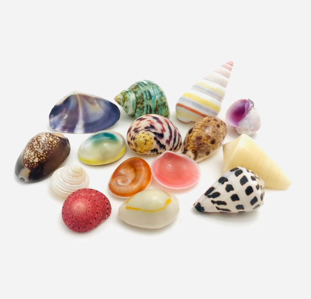 Small Multicolored Shells, Shell Collection, Curiosity Cabinet, Mini ...