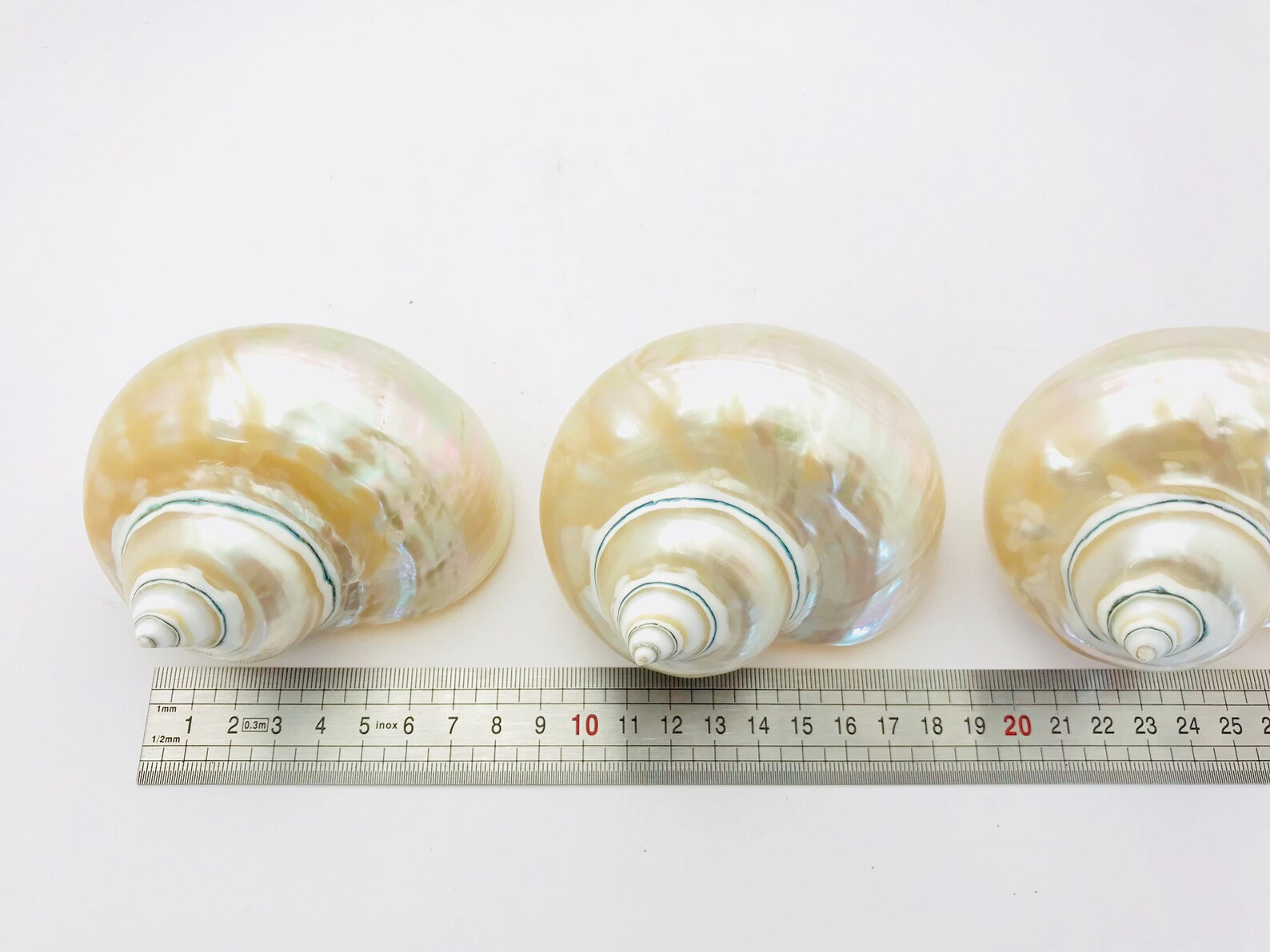 Turbo XXL coquillage coquillage nacré turbo jade burgo - Etsy France