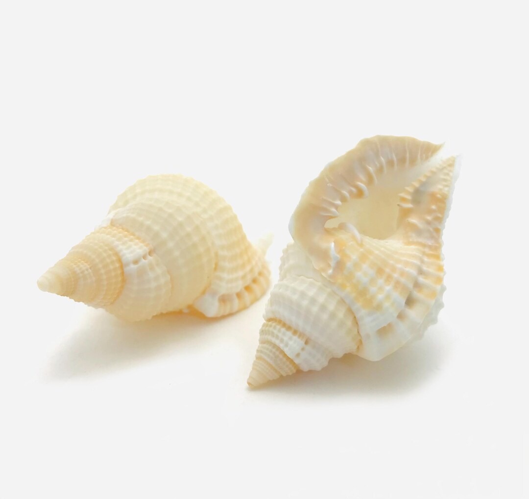 White Shell - Distorsio Reticularis - Shell Collection - Cabinet of ...