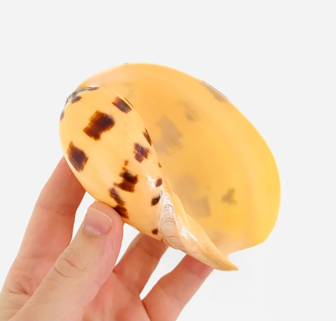 Seashell, Voluta Melo, Melo Melo, Large Seashell, Cabinet of ...