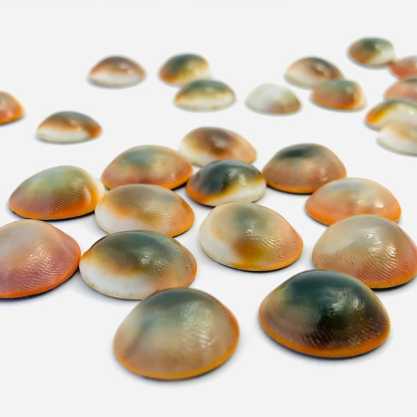 Operculum Shell - Etsy UK