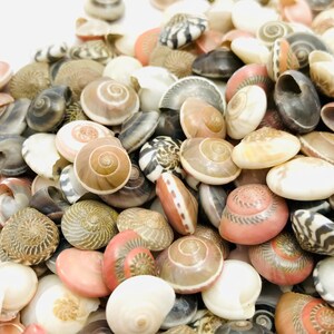 Umbonium, Small Shell, Mini Shell, Red Shell, Cabinet of Curiosities ...