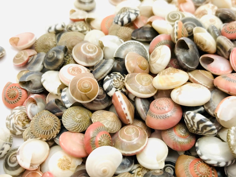 Umbonium Small Shell Mini Shell Red Shell Curiosity | Etsy