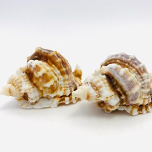 Distorsio Anus, Shell, Small Shell, Curiosity Cabinet, Collectible ...