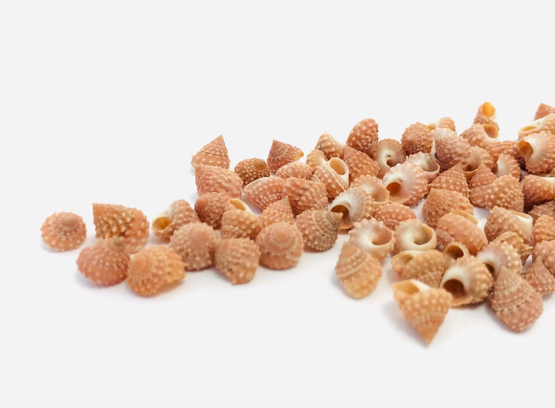 Echininus Cumingii, Tectarius, Small Shell, Orange Shell, Curiosity ...