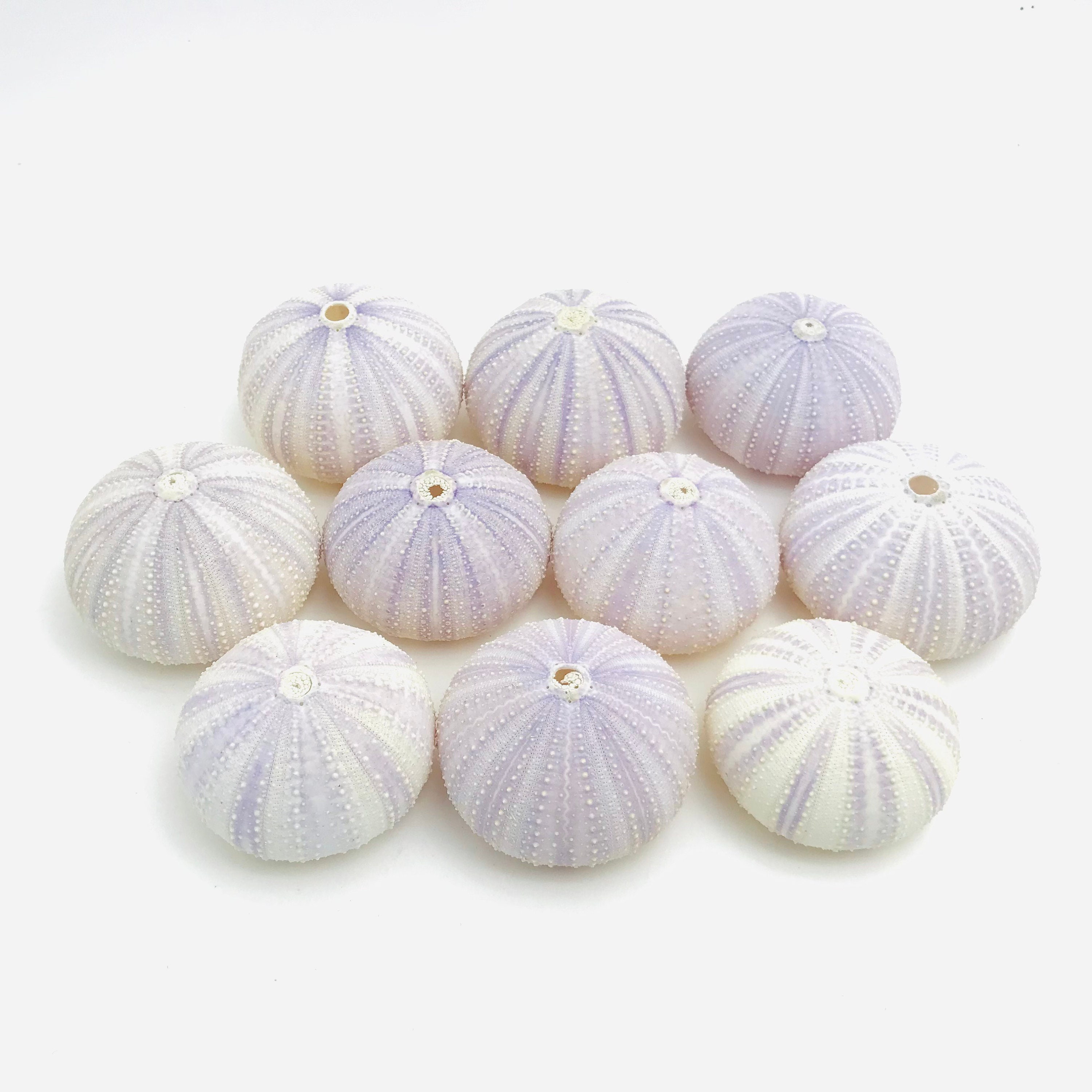 Purple Sea Urchin Shell