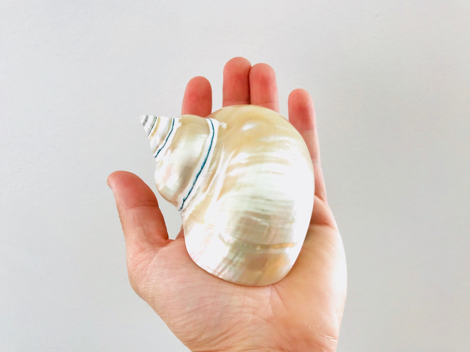 Turbo XXL coquillage coquillage nacré turbo jade burgo - Etsy France