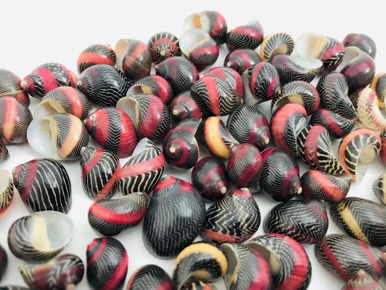 Shell - Vittina Waigiensis - Cabinet of Curiosities - Small Natural ...