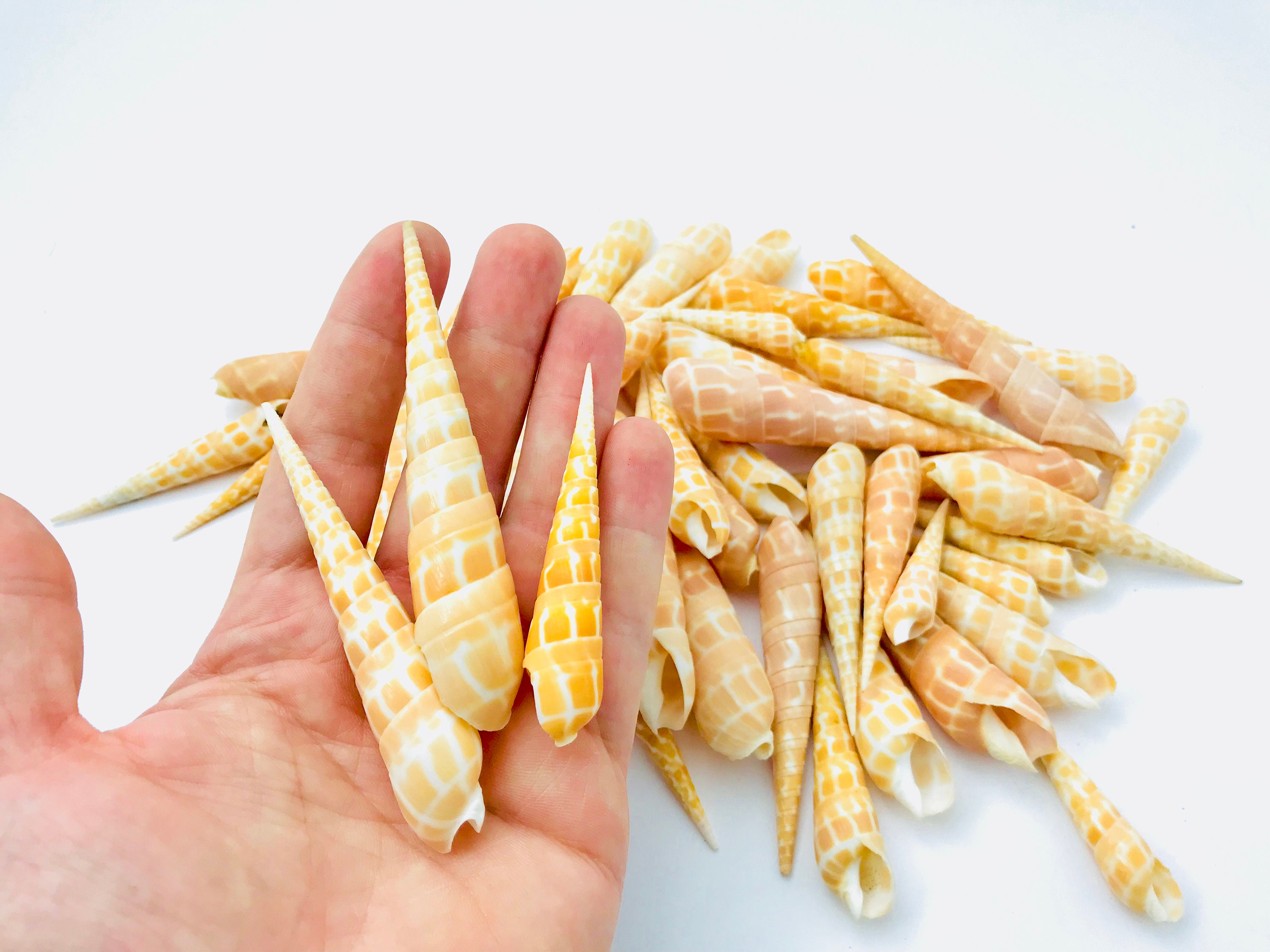 Coquillage terebra dimidiata coquillage orange cônes grand | Etsy