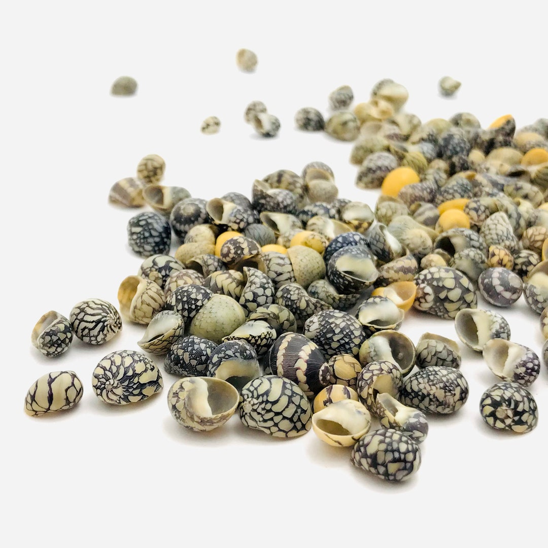 Nerite, Nerita, Small Shell, Mini Shell, Shell, Curiosity Cabinet ...