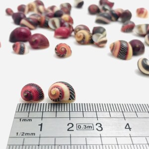 Vittina Waigiensis, Small Red Shell, Collection Shell, Curiosity ...