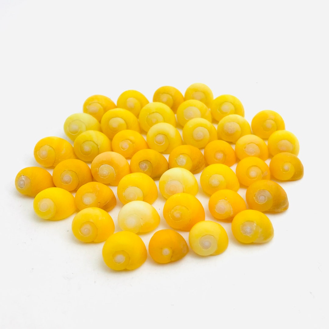 40 Small Yellow Shells, Littorina, Craft Shell, Yellow Shell, Mini ...