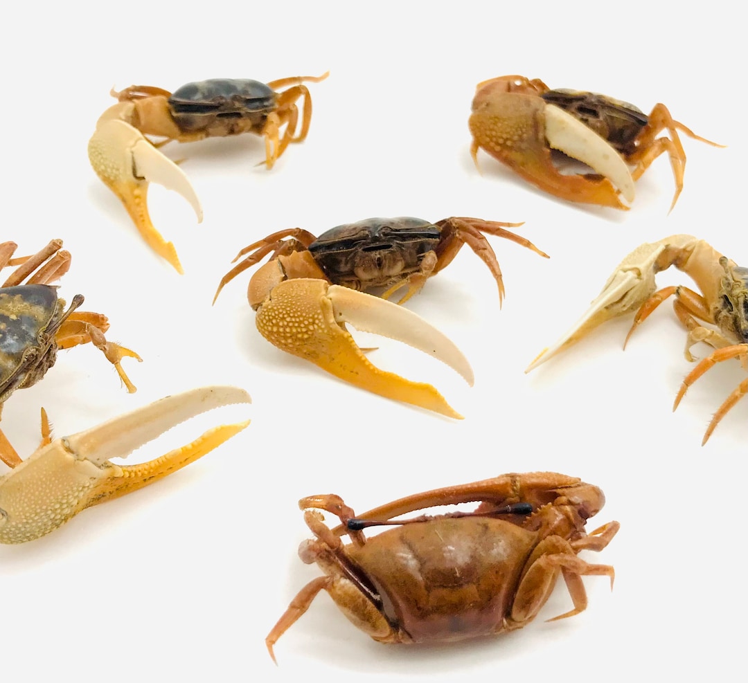 Small Fiddler Crab Cabinet of Curiosities Taxidermy Stuffed - Etsy