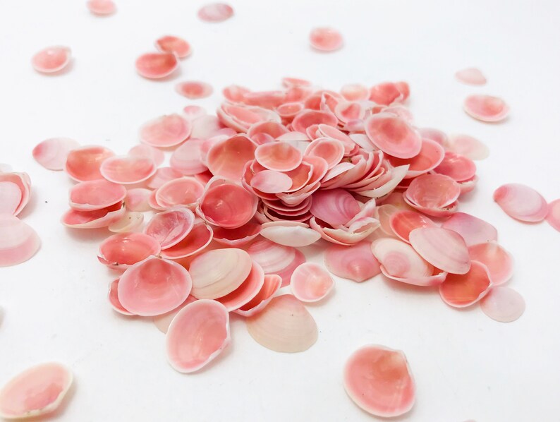 Pink shell 10g pink telline tiny shell mini pink shell | Etsy