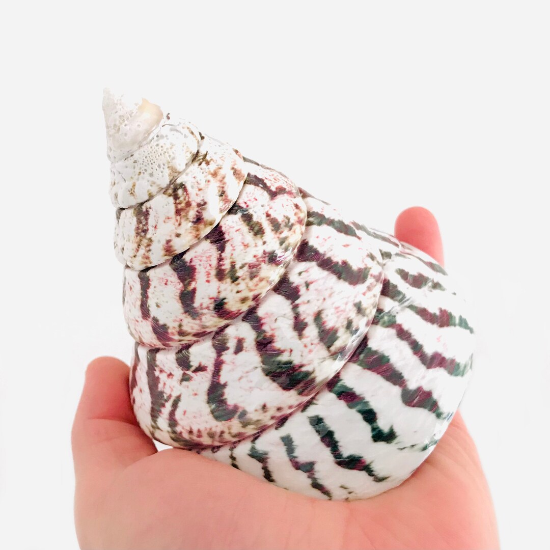 Trochus Niloticus, Giant Shell, Red Shell, Large Shell, Cabinet of ...