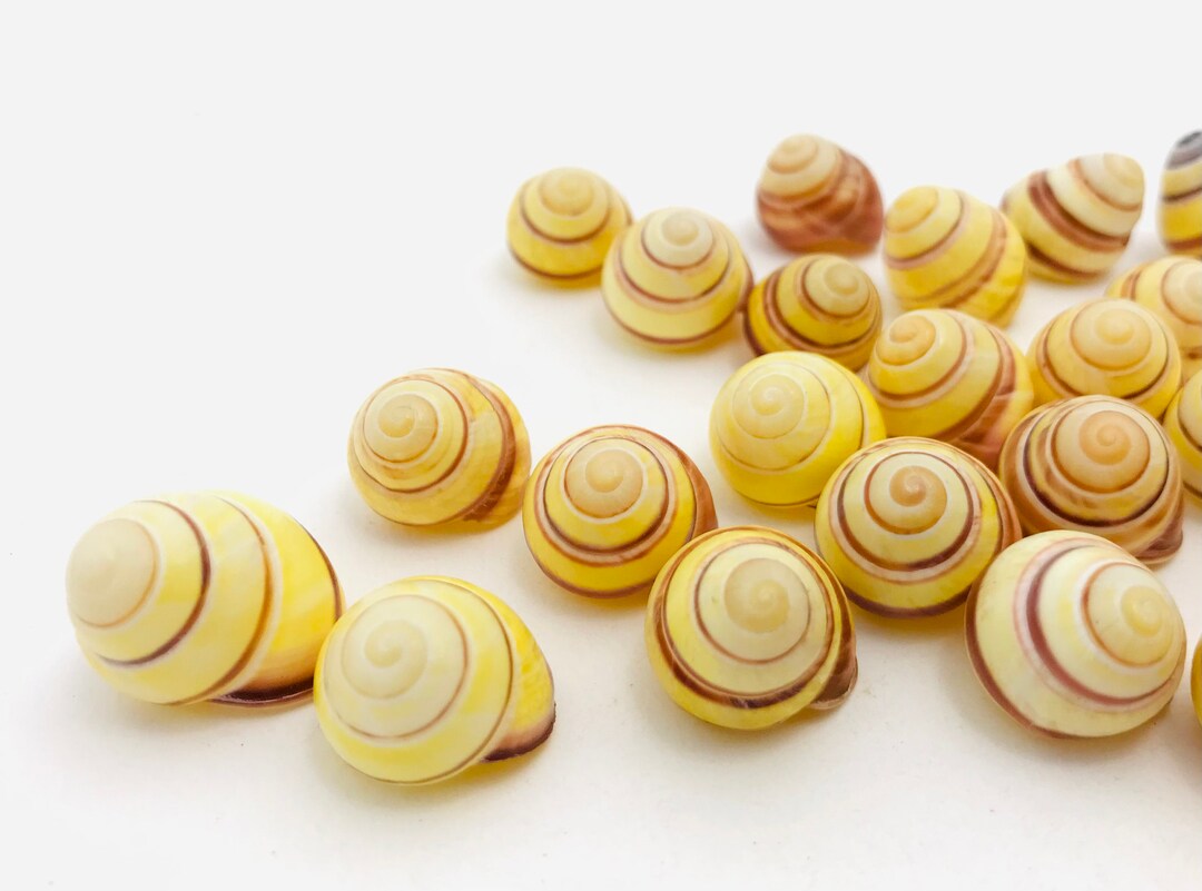 Helicostyla Annulata, Small Yellow Shell, Shell Collection, Cabinet of ...
