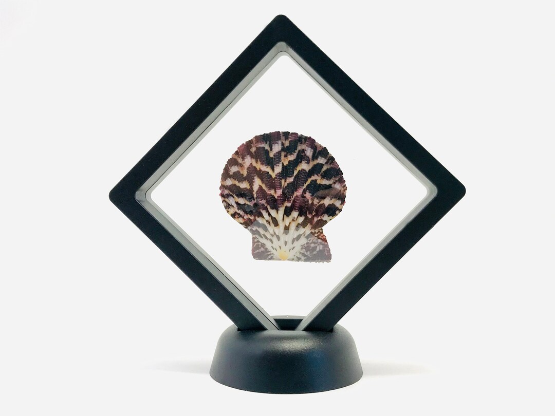 Pecten Pallium, Shell, Curiosity Cabinet, Floating Frame, Purple Shell ...