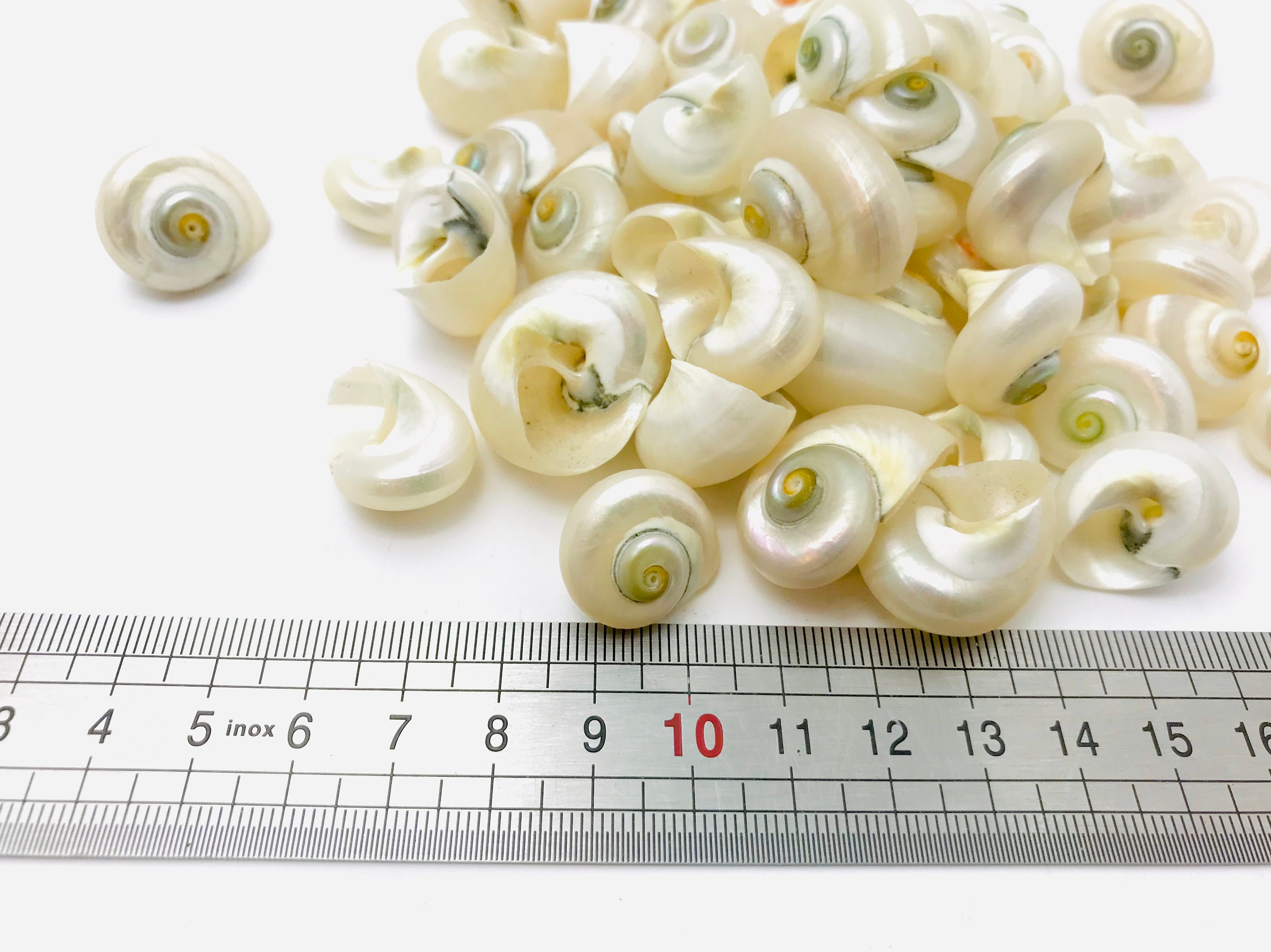 Pearly Shell Turbo Cinerius Small Shell Curiosity Cabinet - Etsy