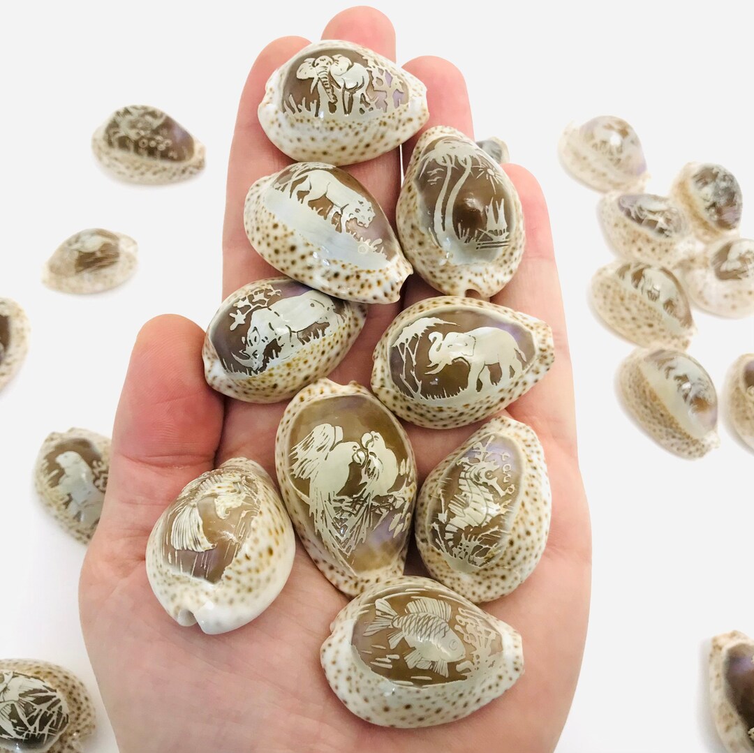 Engraved Seashells, Cabinet of Curiosities, Cowrie Shells, Porcelain ...