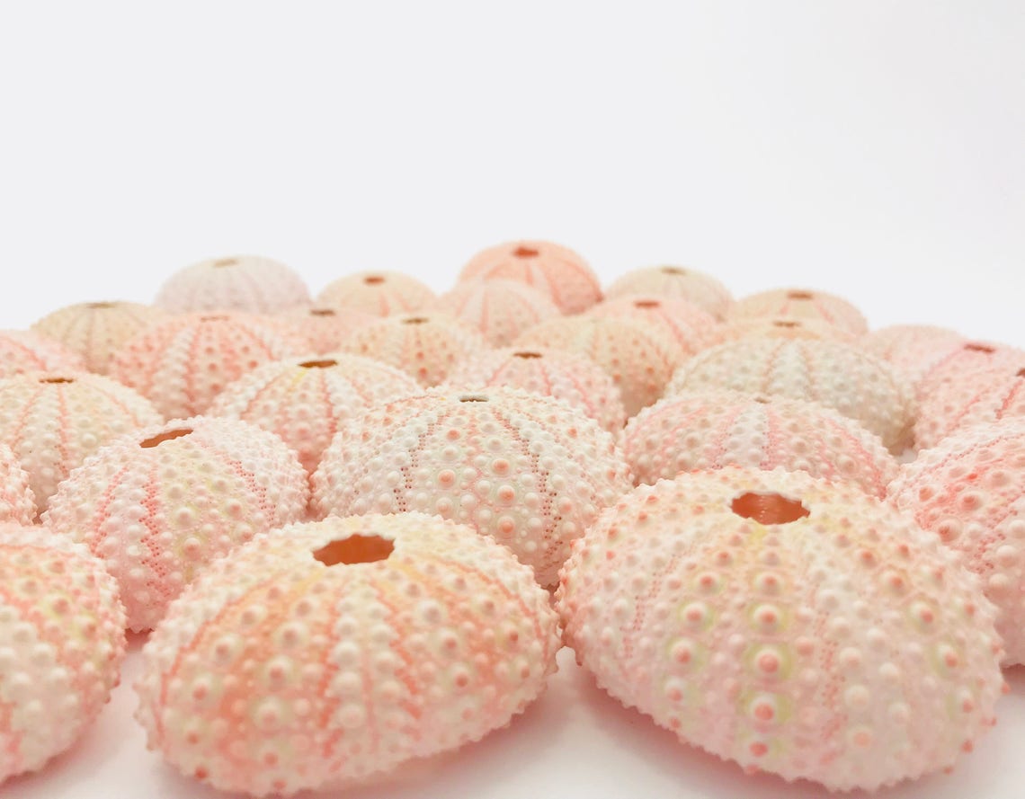 Oursin, oursin rose, sea urchin, sea shell, coquillage, coquillage rose ...