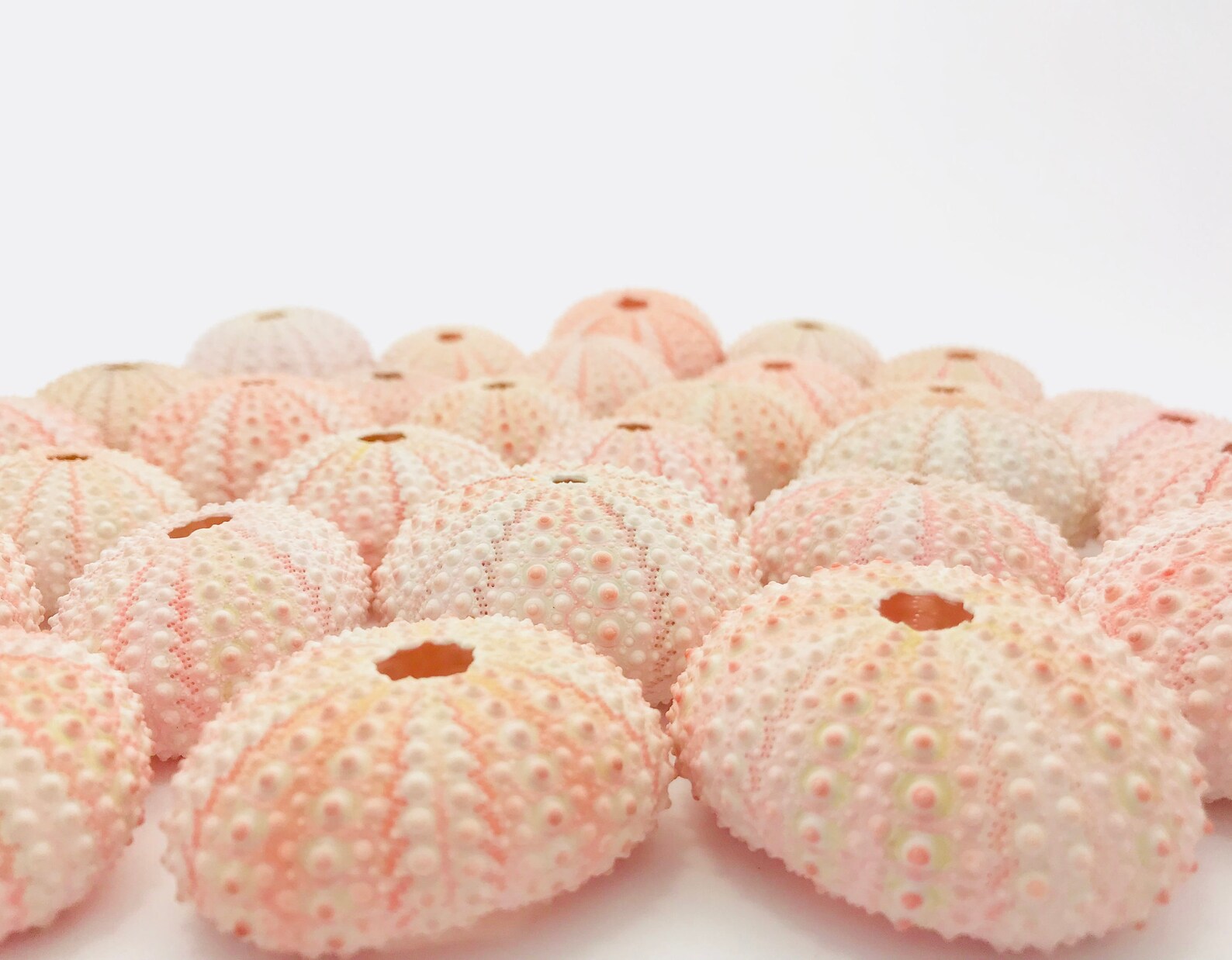 Oursin, oursin rose, sea urchin, sea shell, coquillage, coquillage rose ...