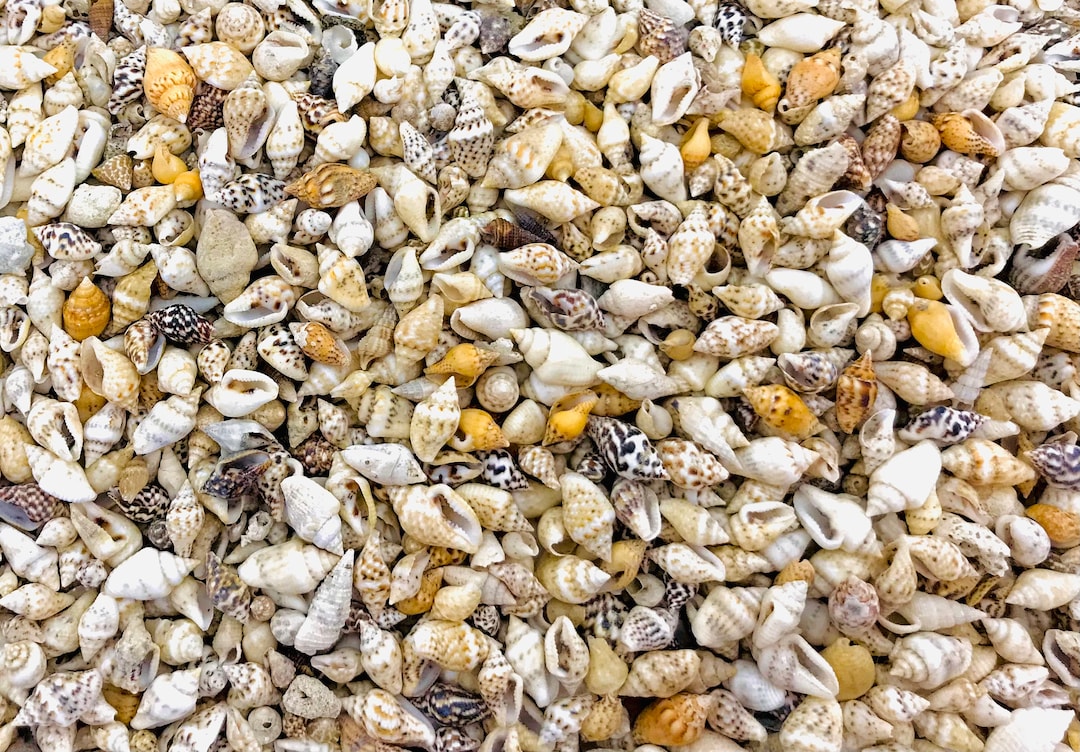 Shell 1 Kilo or 500 Gr, Nassa, Mix of Small Shells, Shells in Bulk ...