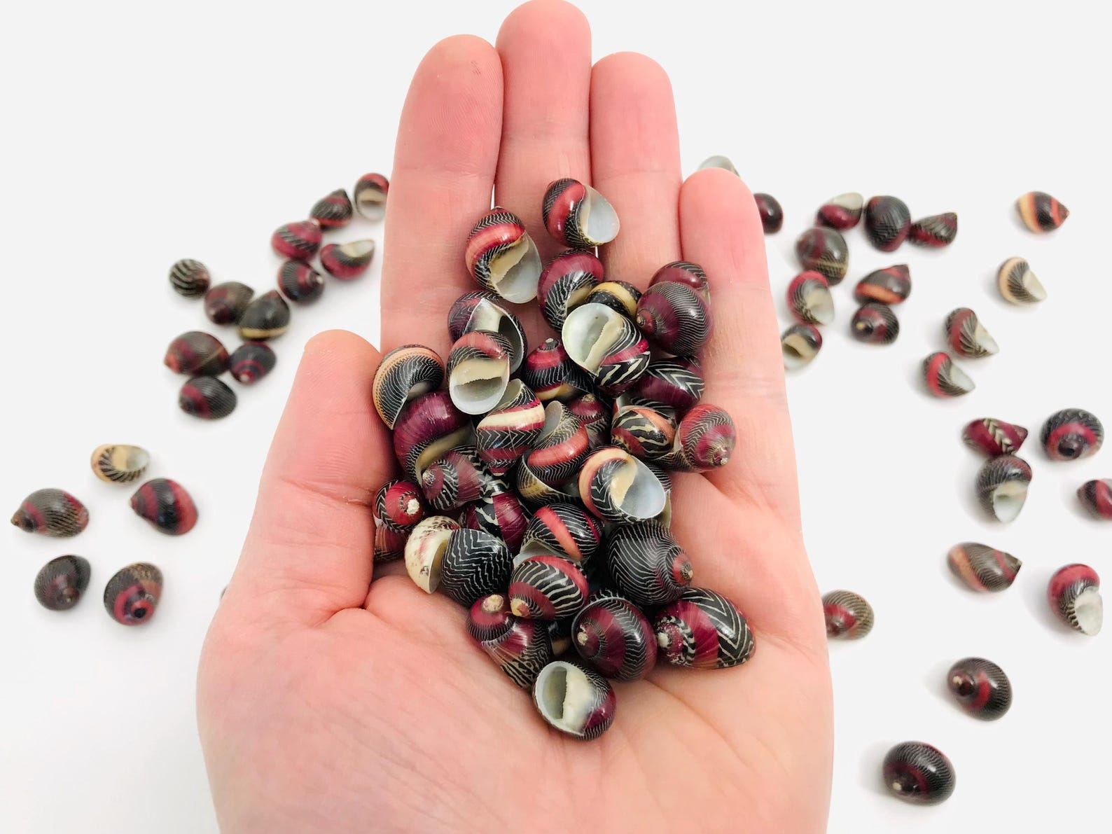 Shell - Vittina Waigiensis - Cabinet of Curiosities - Small Natural ...