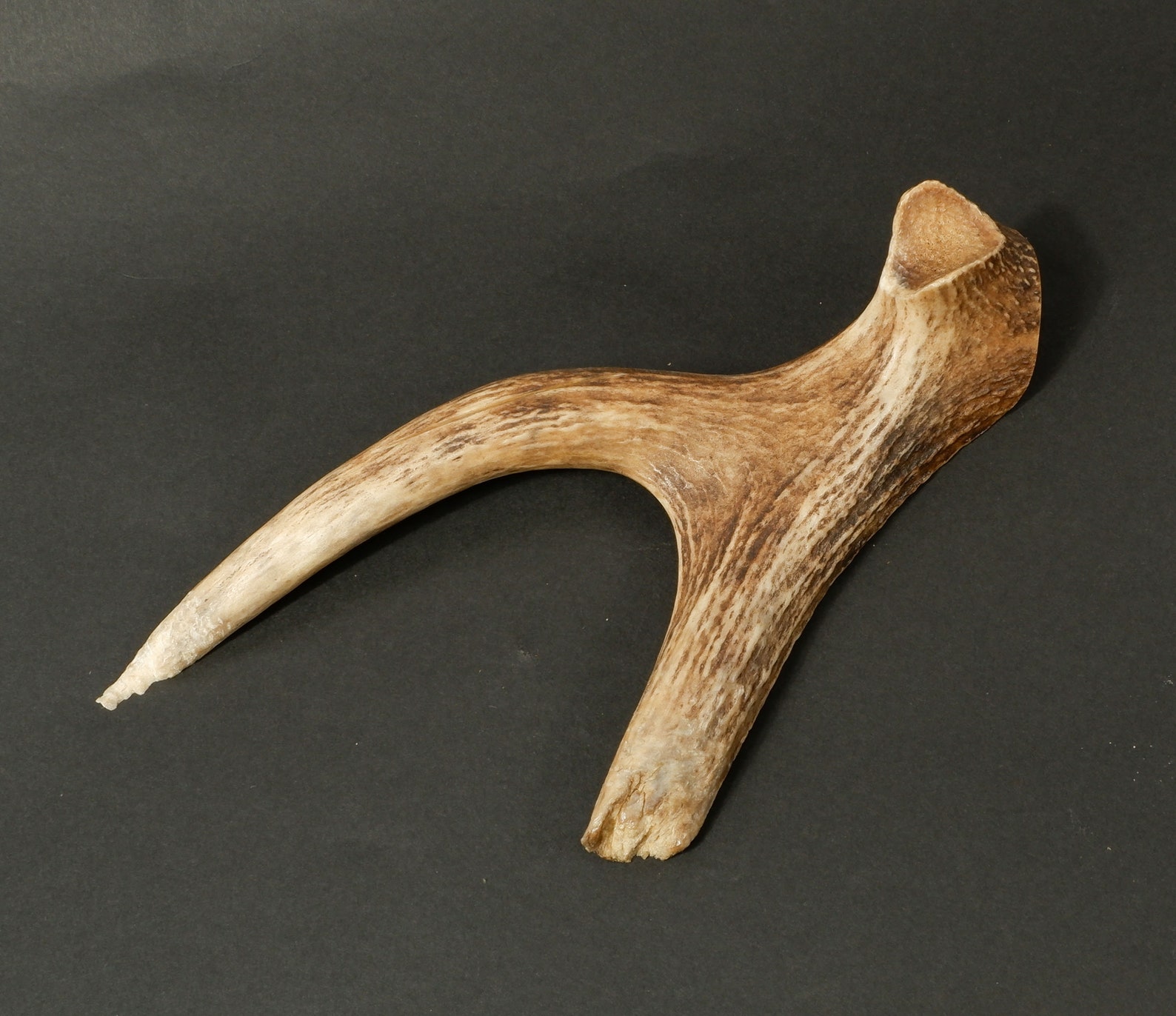 Unique knife stand Deer antler Collectable knife stand | Etsy