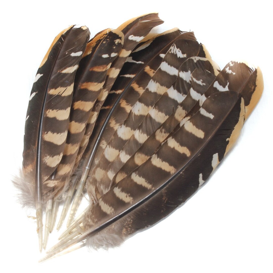 Tiger Phesant Feathers - Etsy