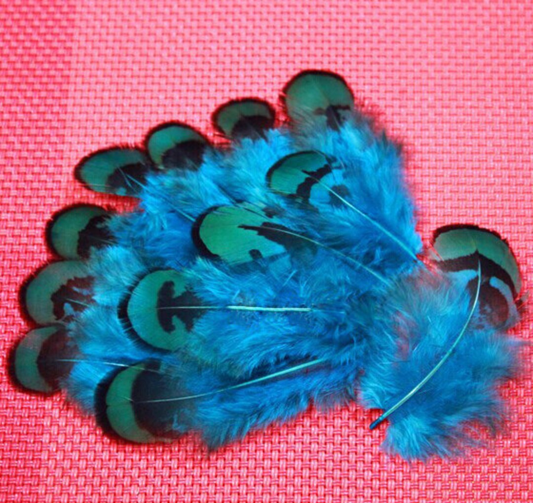 Periwinkle Peacock Feathers - Etsy