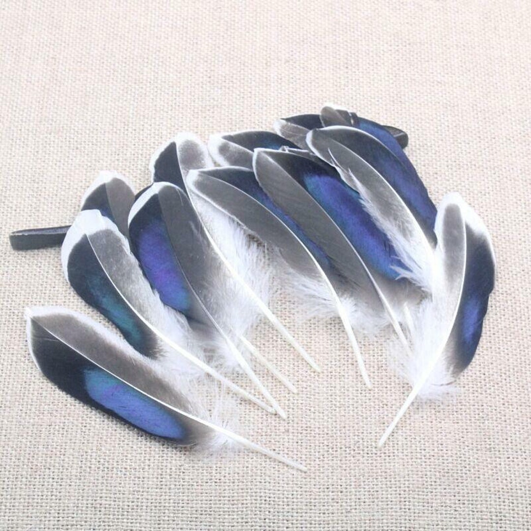 Jack Wing Feathers - Etsy