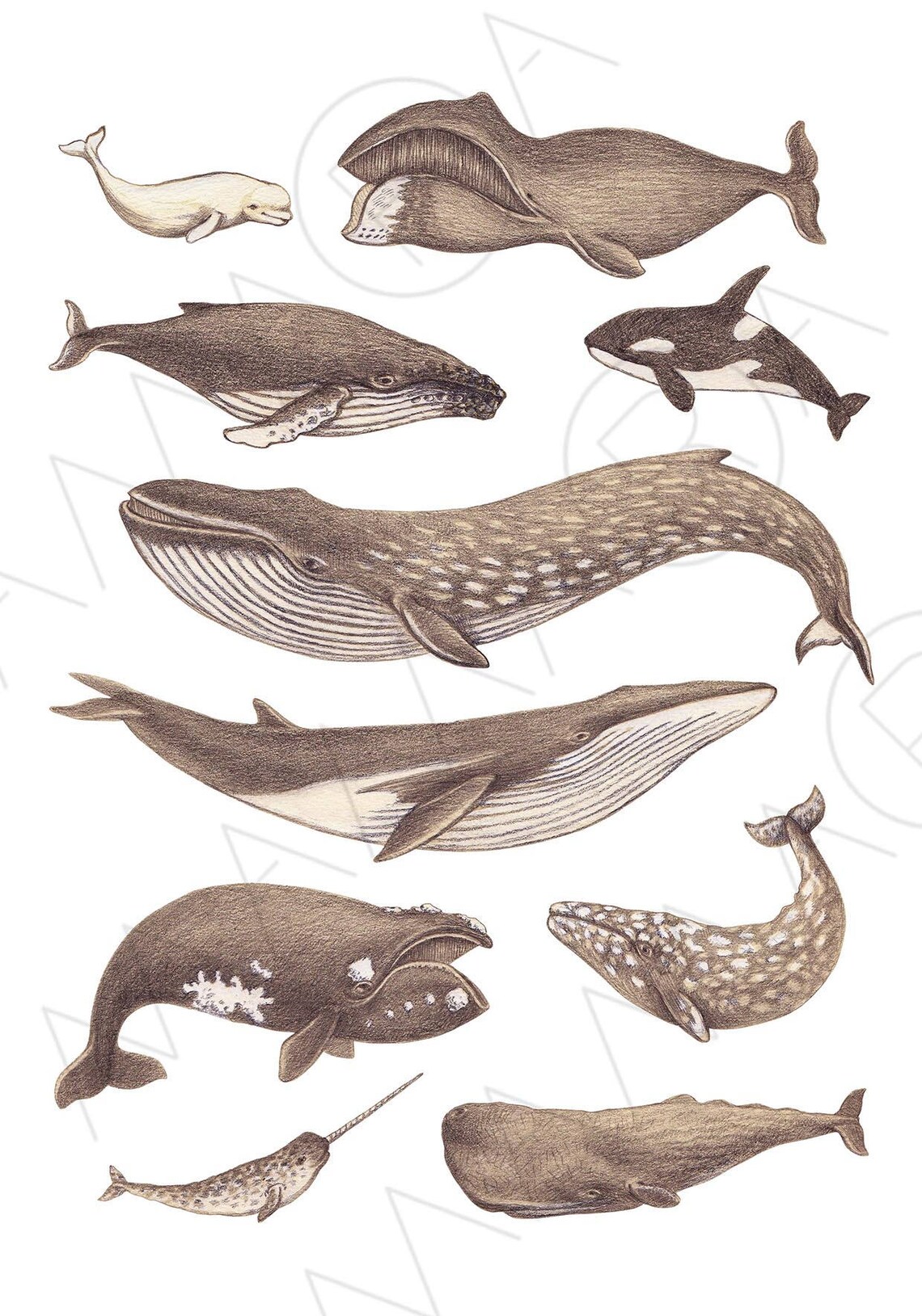 Different Types of Whales,whale Illustration,whales Wall Art,pencil ...