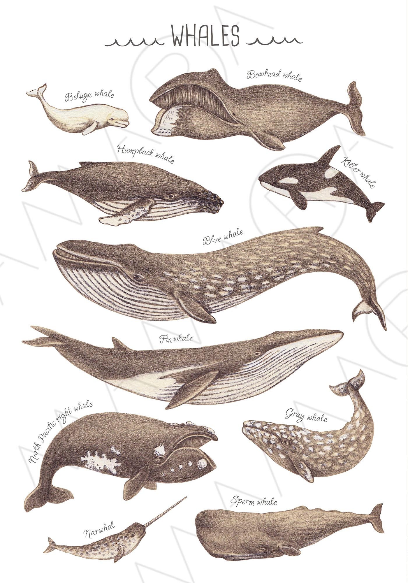 Wal Art Print Set: Antikes Meeresleben Lernposter (Digitaler Download ...