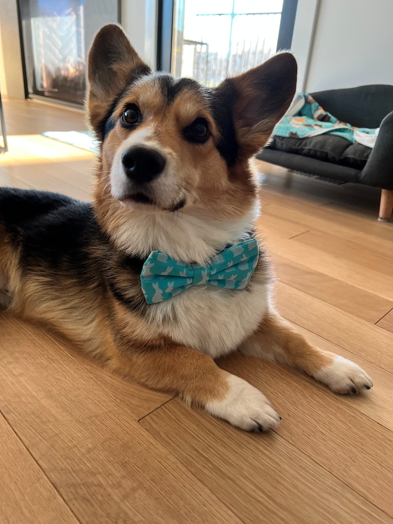 Puparazzi Dog Bow Tie: Camera & Paw Print Bow, Photo Prop for Pet ...