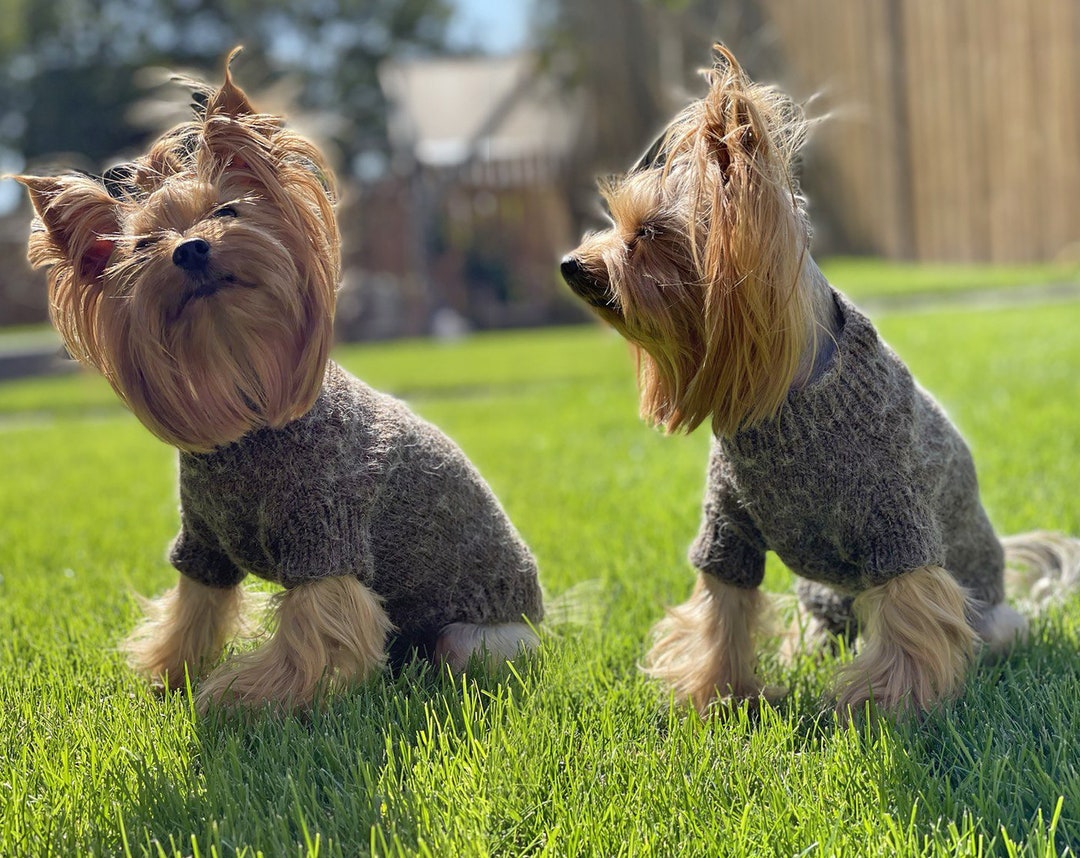 Knitting Pattern DOG SWEATER. Yorkie PDF Sweater Pattern. Knit Sweater ...