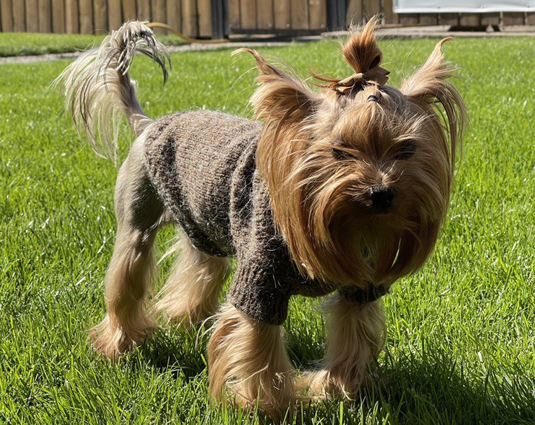 Knitting Pattern DOG SWEATER. Yorkie PDF Sweater Pattern, Pet Costume ...