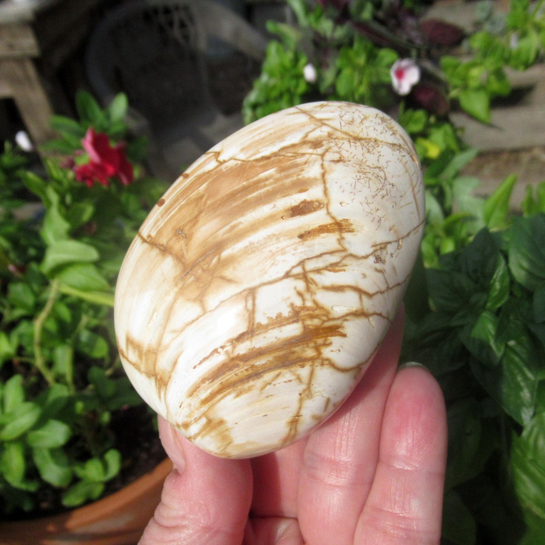 Fossilized Clam Shell, Polished Bivalve Clam Natural Fossil From ...