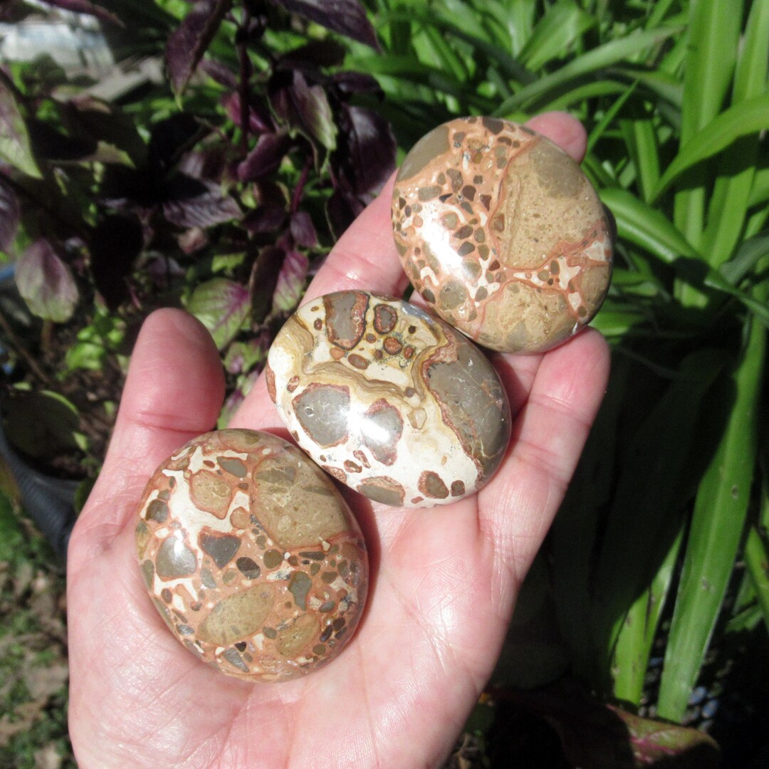Leopardite Jasper, Choose One Palm Stone - Etsy