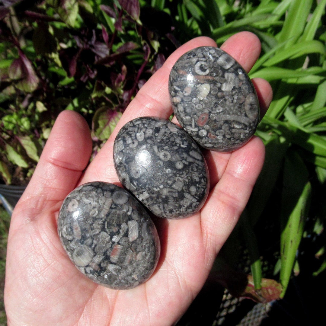 Crinoid Fossil, Choose One Palm Stone, Natural Crinoid Fossils in ...