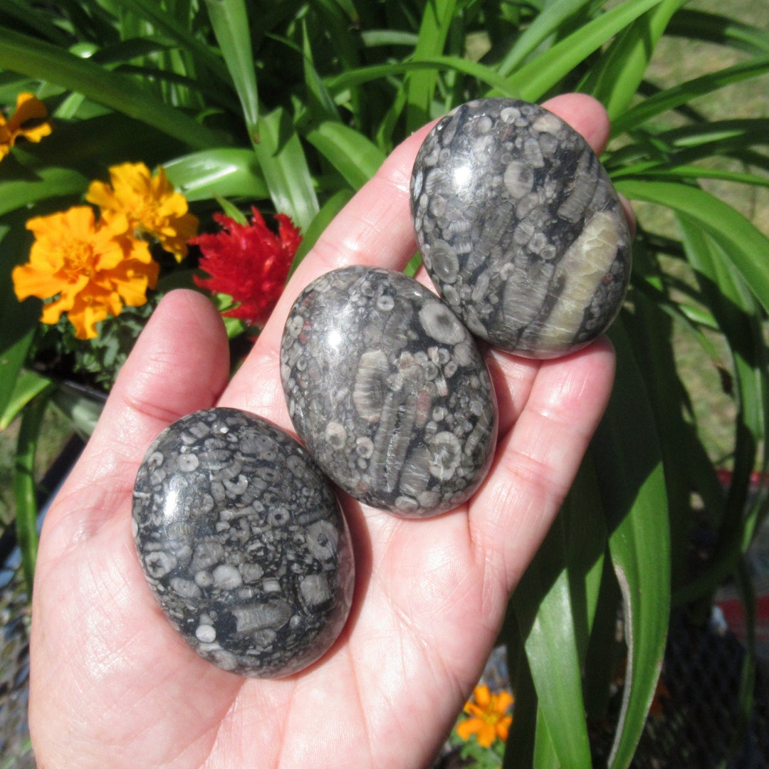 Crinoid Fossil, Choose One Palm Stone, Crinoid Fossils in Limestone - Etsy