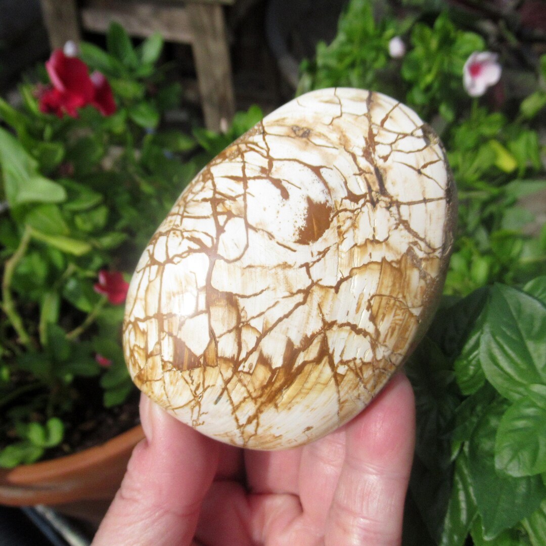 Fossilized Clam Shell, Polished Bivalve Clam Natural Fossil From ...